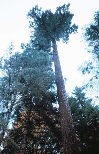 General photos/Old growth timber on Dairy Creek Unit